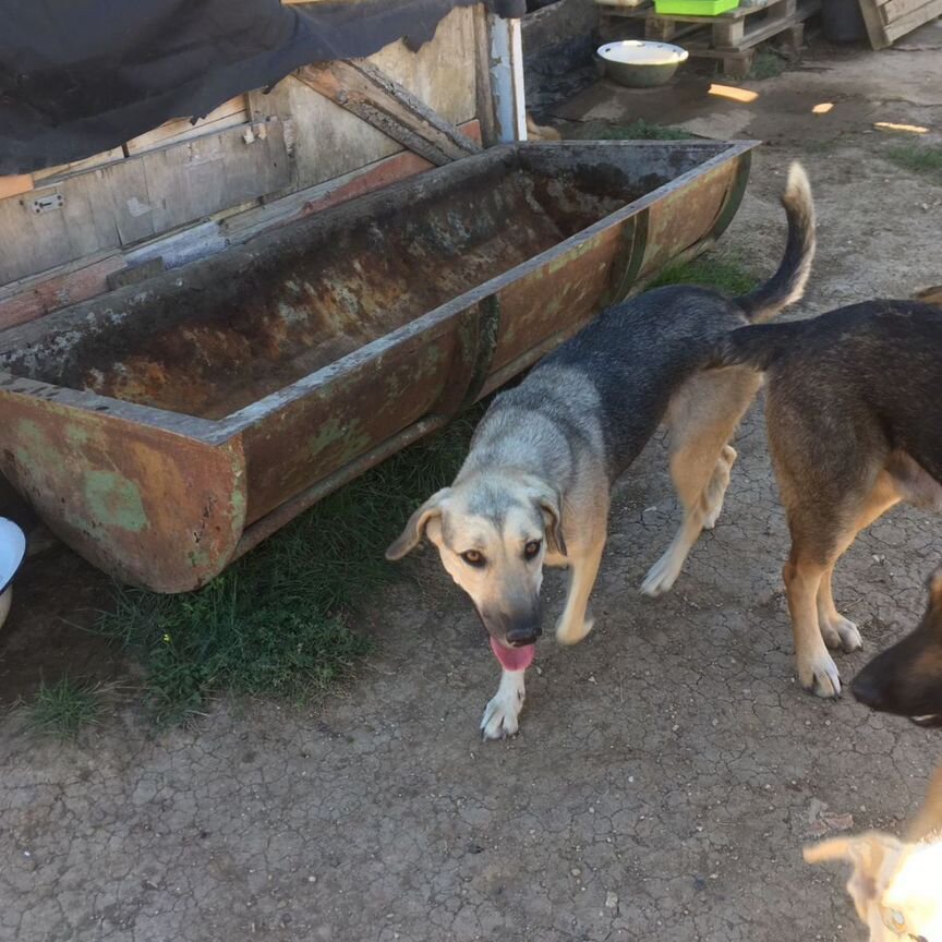 Отдам в добрые руки