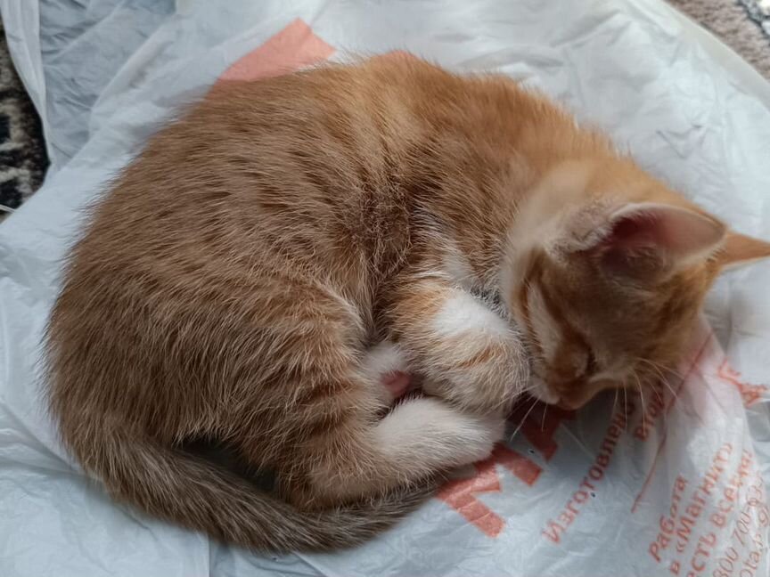 Котята