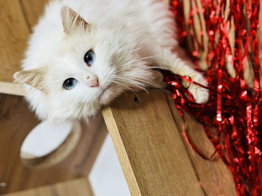 Кастрированный котик