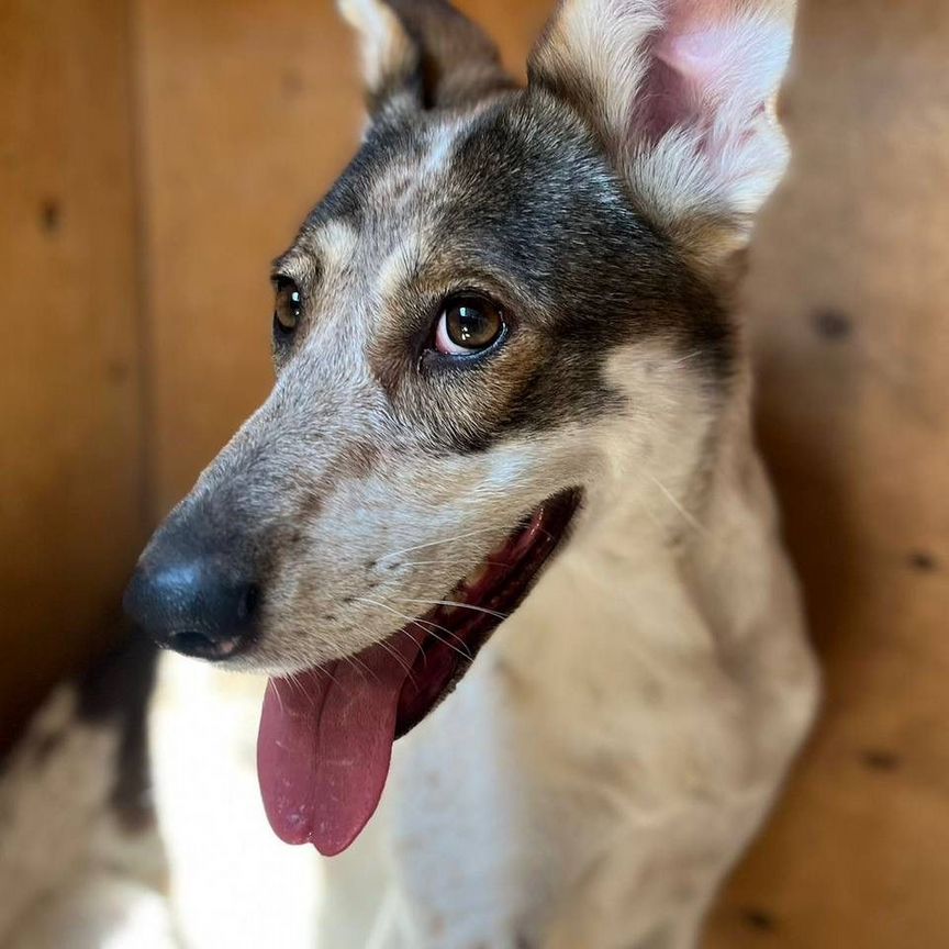 Красотка Бекки ищет семью