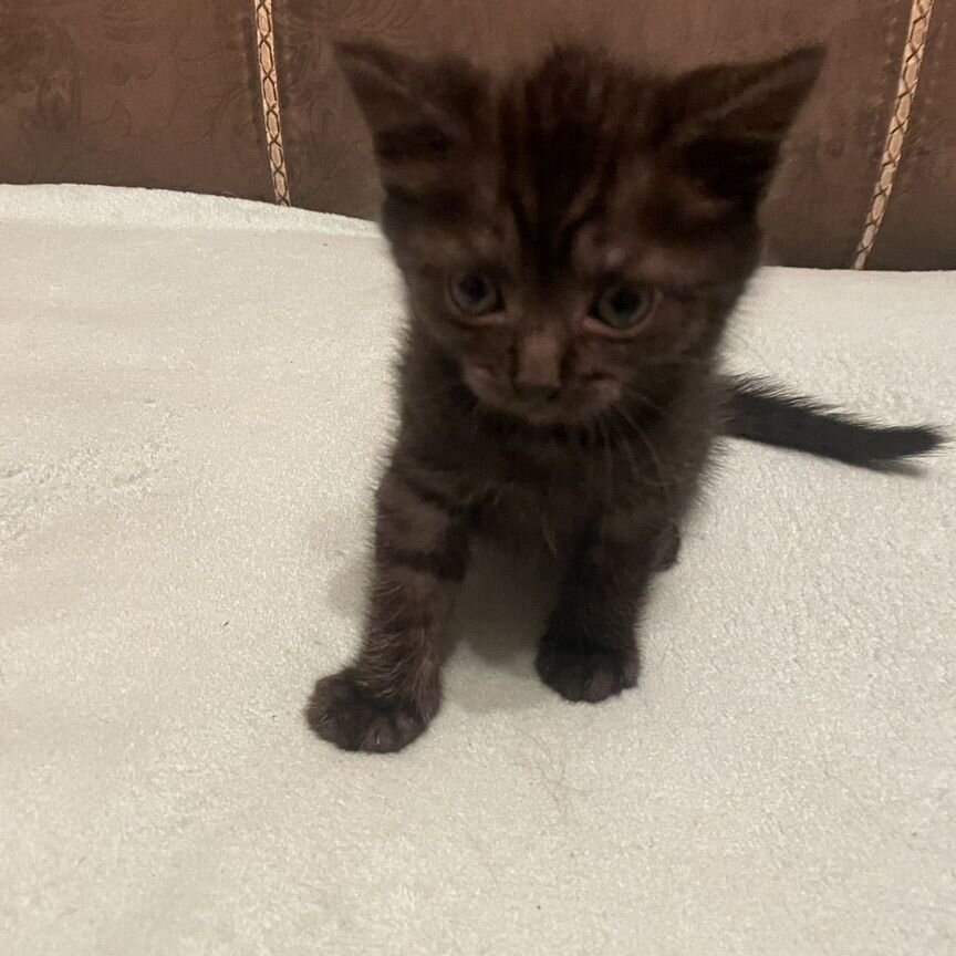 Помесь британец