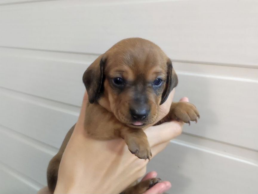 Щенки таксы