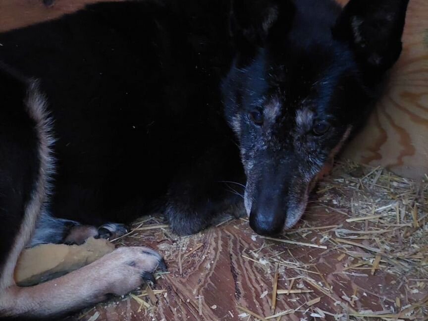 Собака в добрые руки