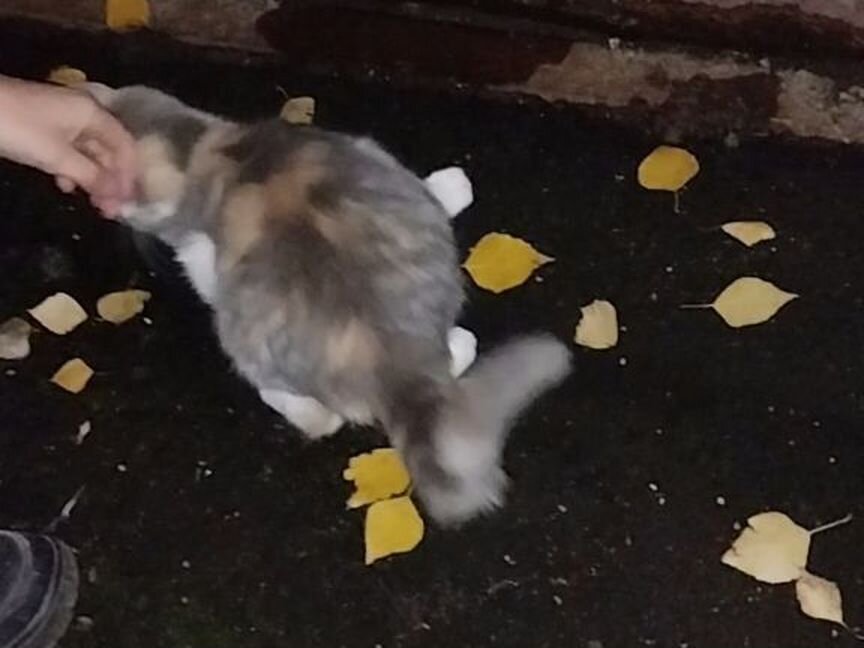 Котëнок