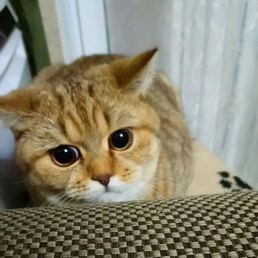 Британская короткошёрстная, взрослая кошка