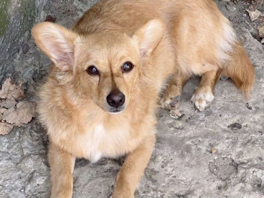 Собака Чикки и Рикки