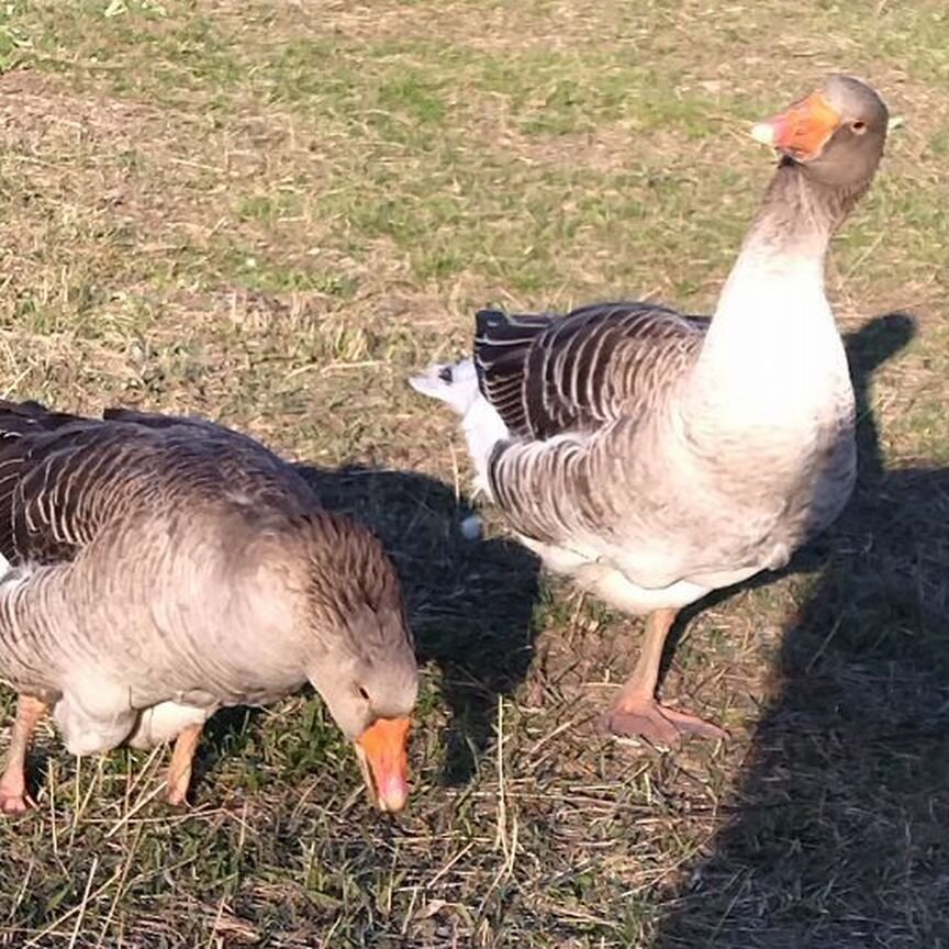 Крупный серый гусак