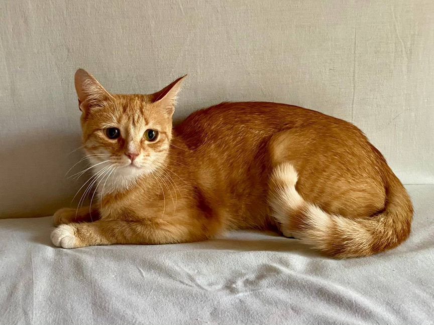 Замерзает ласковая рыжая кошечка