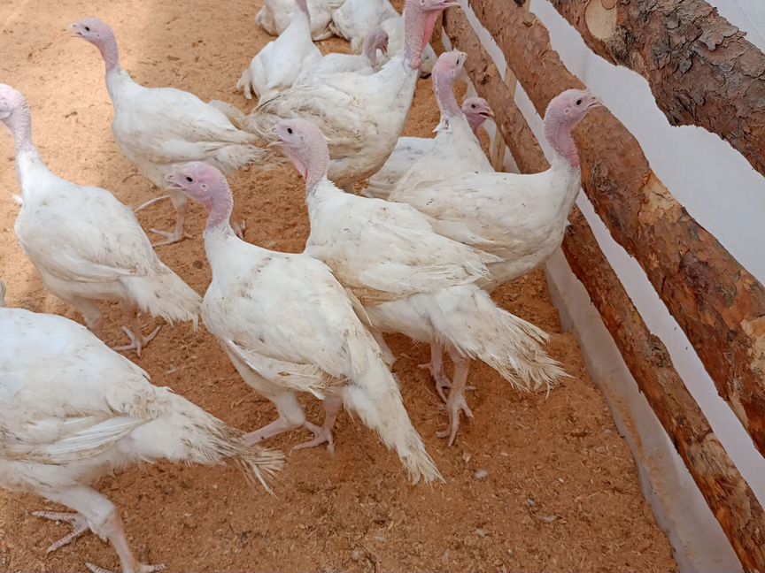 Индюки Биг 6