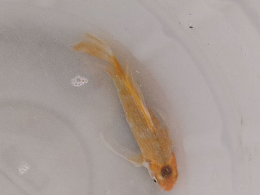 Аквариумные рыбки