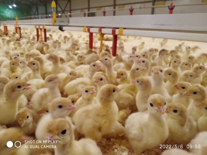 Индюшата биг 6