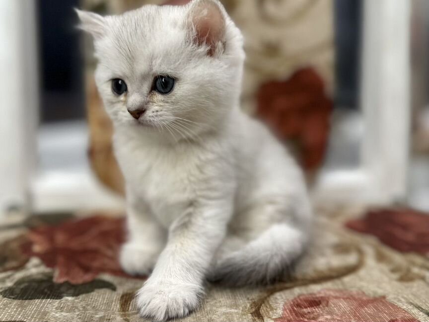 Серебренная шиншилла мальчик
