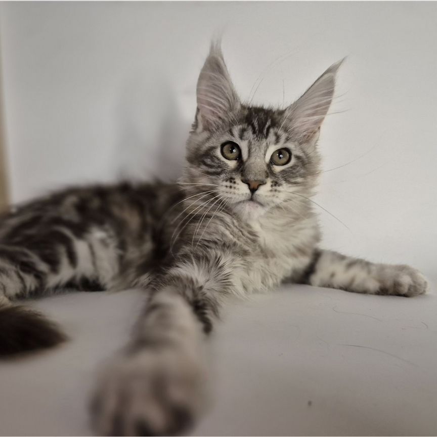 Мейн-кун котёнок