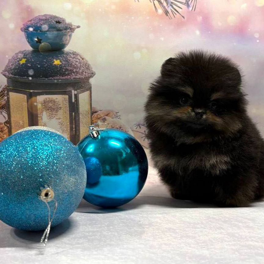 Померанский шпиц, щенок