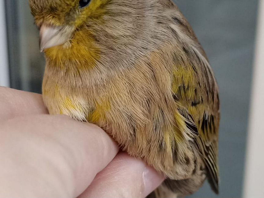 Канарейки Глостер