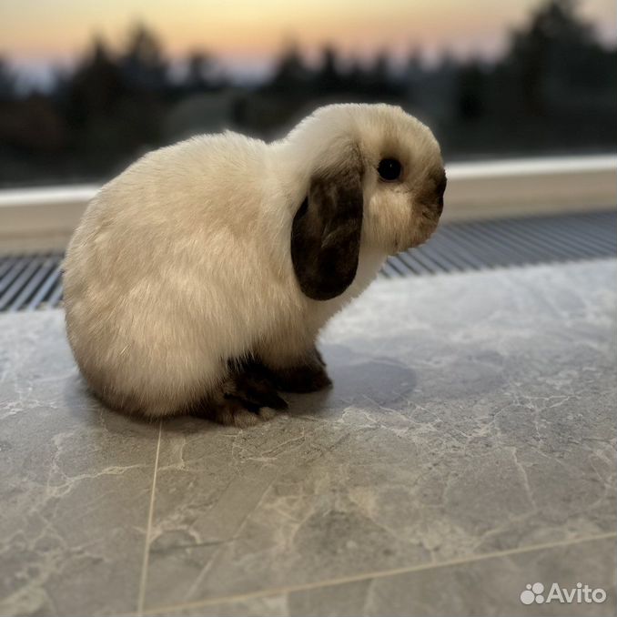Кролик вислоухий минилоп