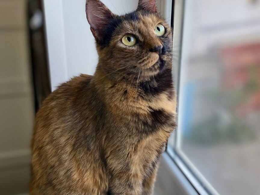 Ласковая кошечка Дарси