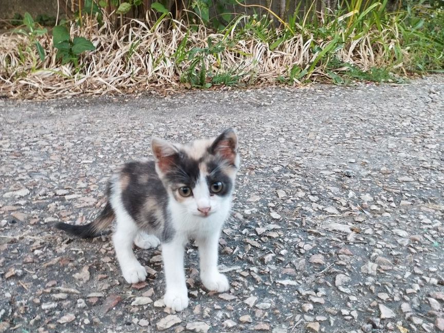 Кошечка, бездомная, трёхцветная