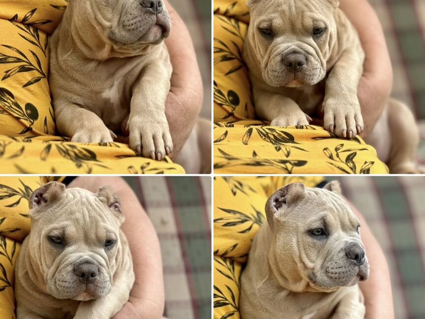 Американский булли мальчик покет