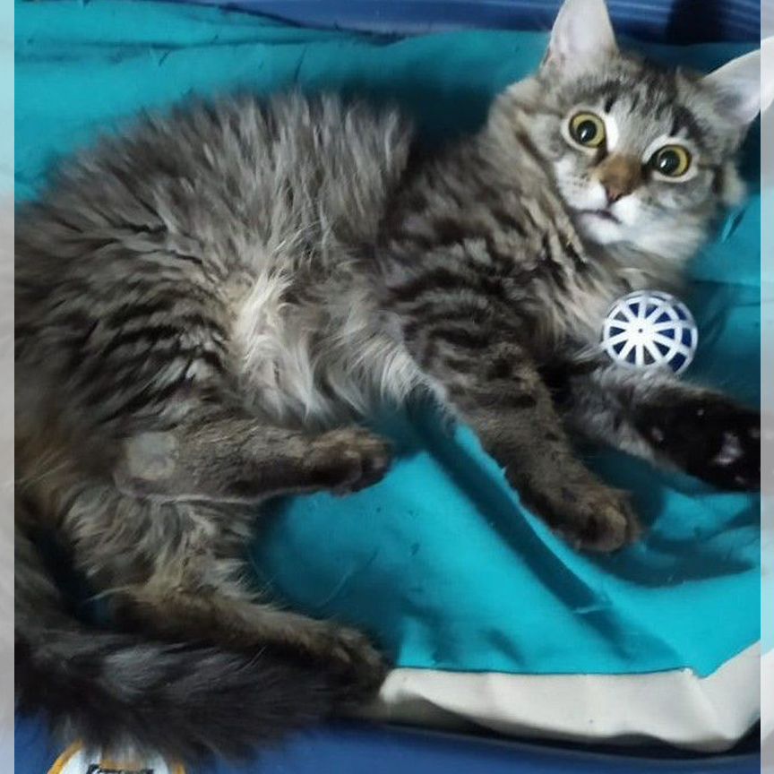 Котенок Масяня