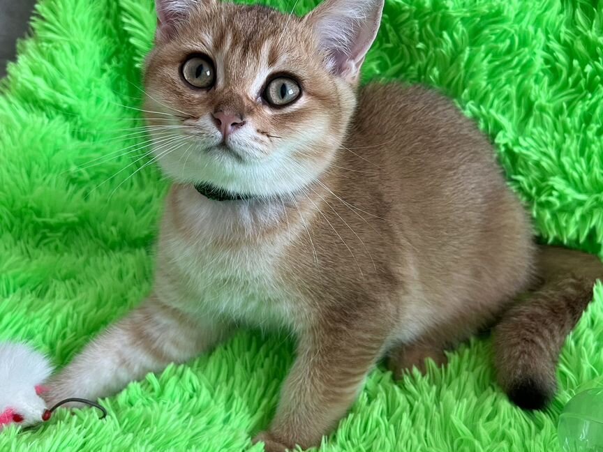 Котята золотая шиншилла