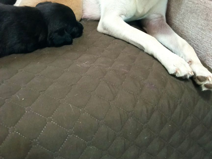 Щенки в добрые руки, бесплато