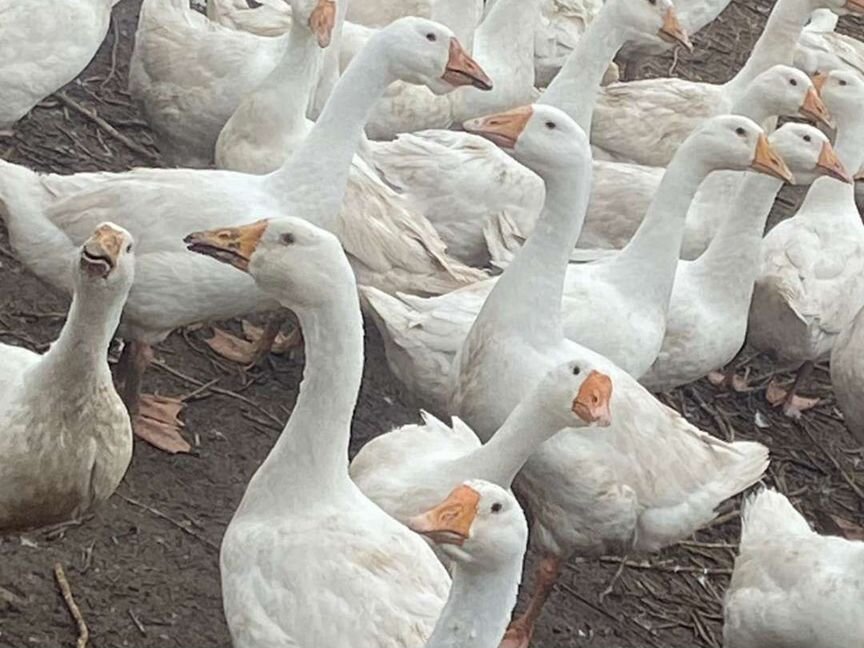 Гуси линда, утки, муларды