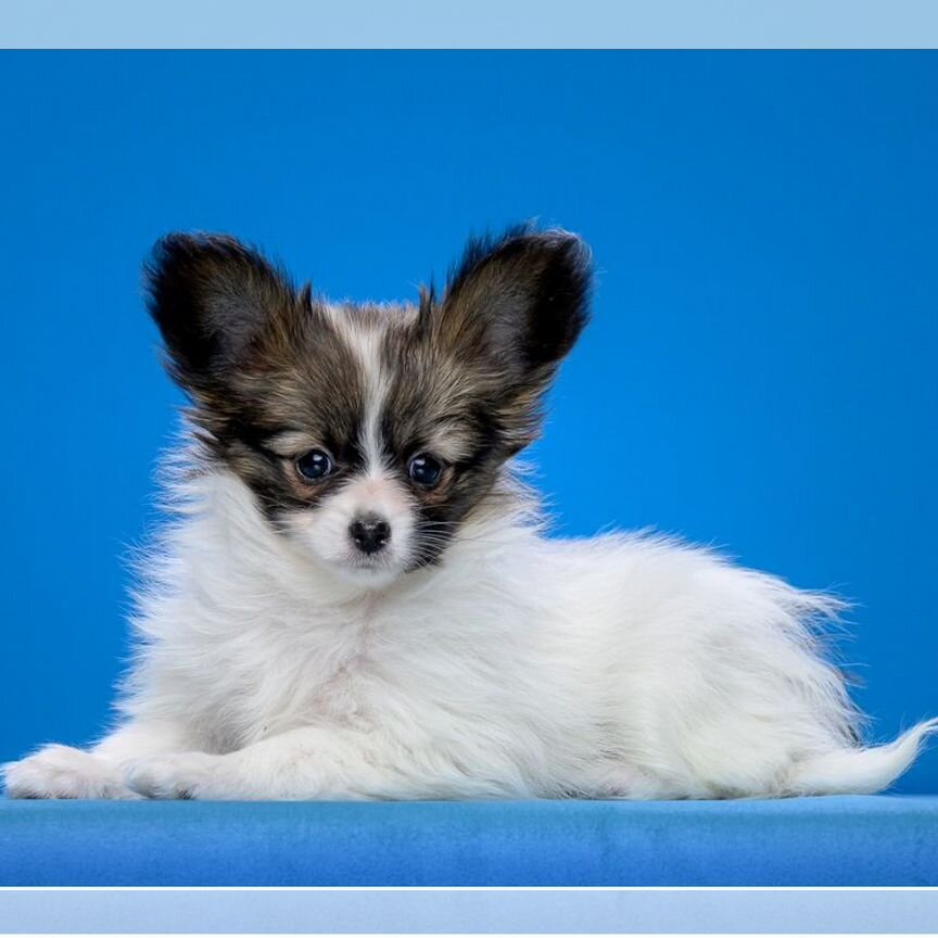 Континентальный той-спаниель папильон, щенок