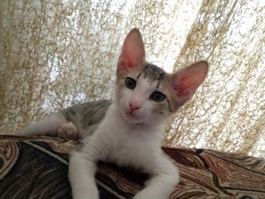 Котенок Донского Сфинкса