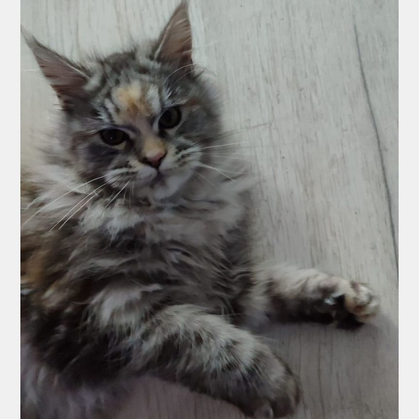 Кошка
