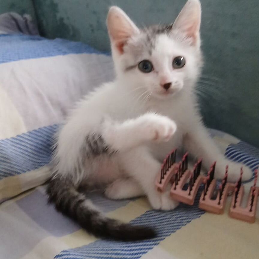 Котёнок