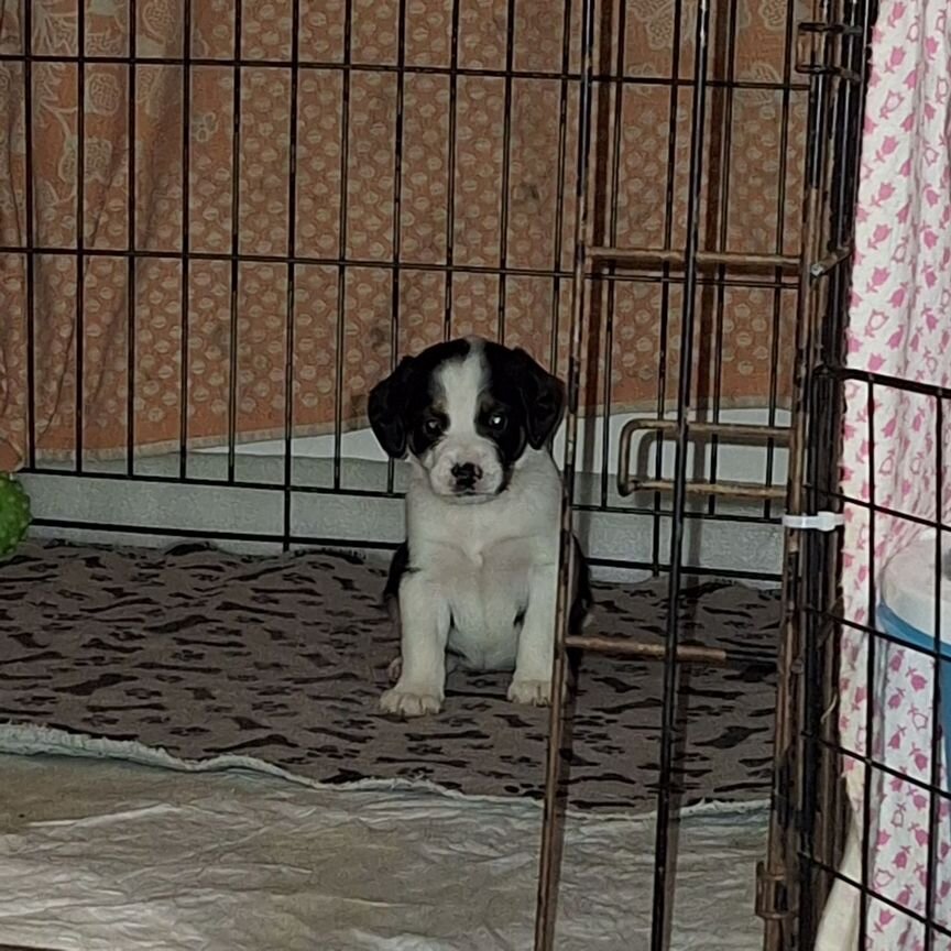 Щенки русского спаниэля