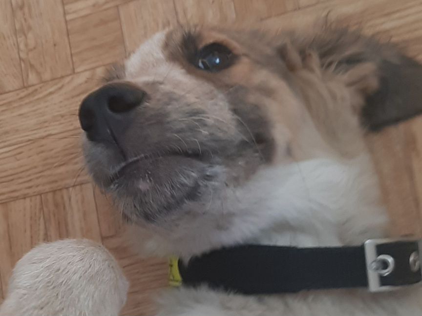 Собака в добрые руки