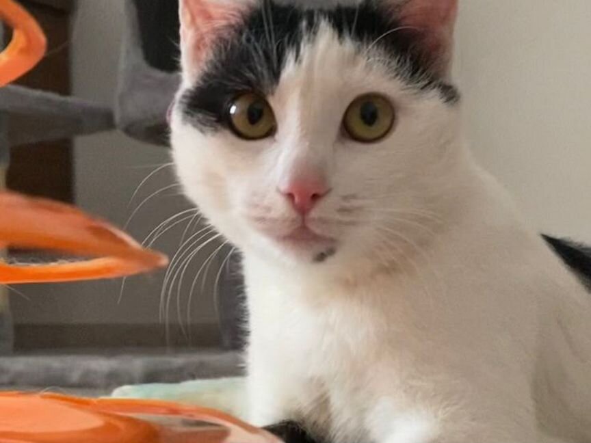 Кошка Софи нежная, трепетная не нужная