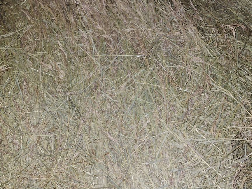 Сено костровое