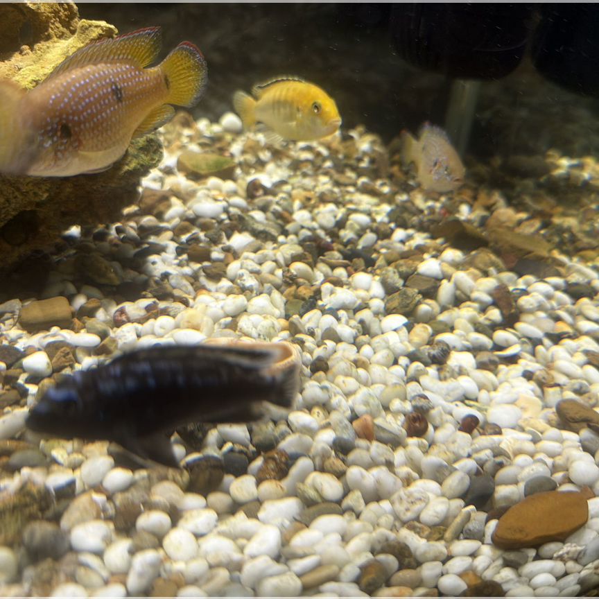 Грунт для аквариума