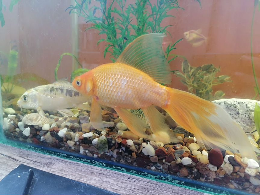 Золотая рыбка Комета и карп Кои