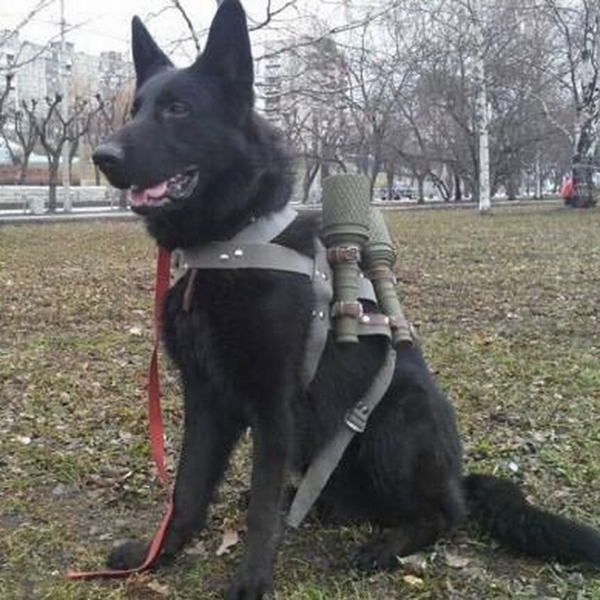 Немецкая овчарка, щенок