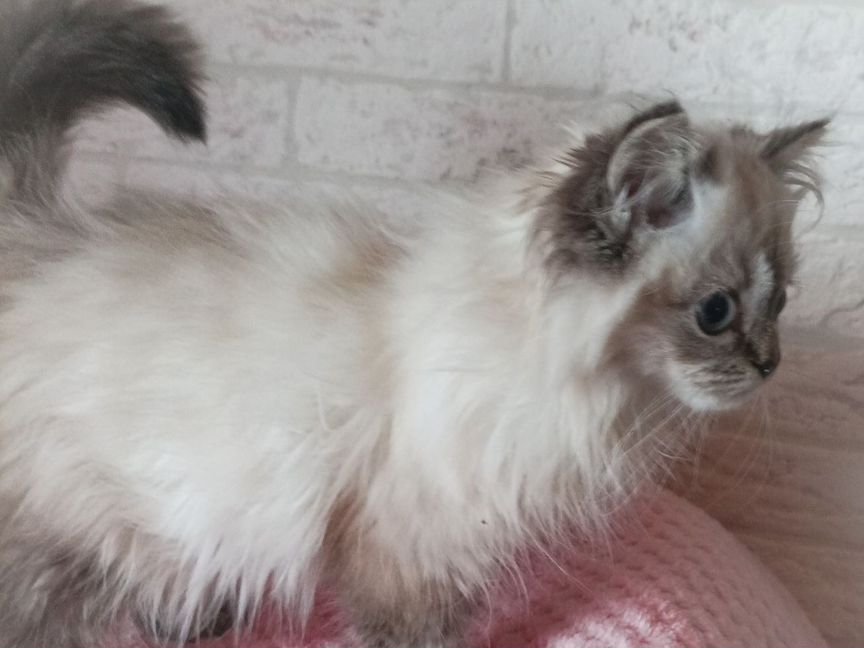 Невский котёнок