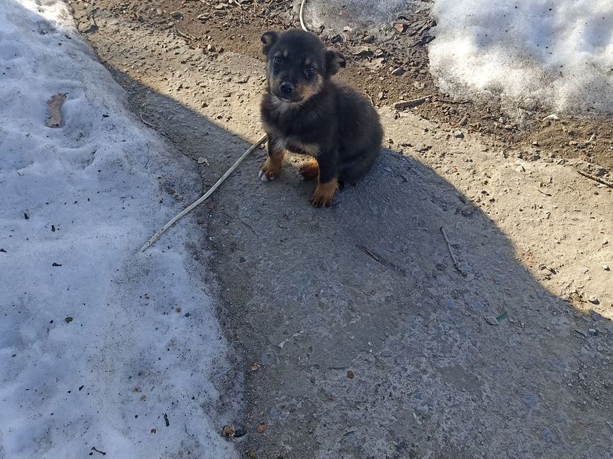 Отдам даром бесплатно животные