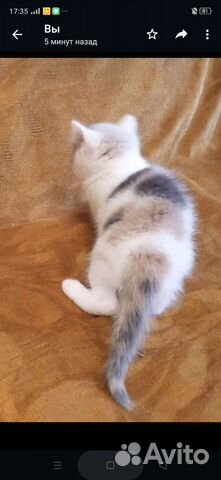 Кошки в добрые руки бесплатно