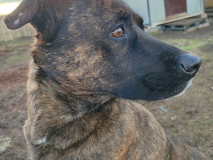 Отдам в добрые руки Собаку