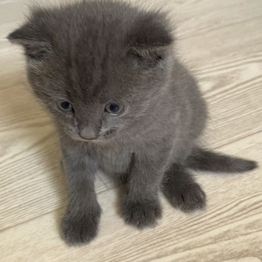 Русский голубой котёнок