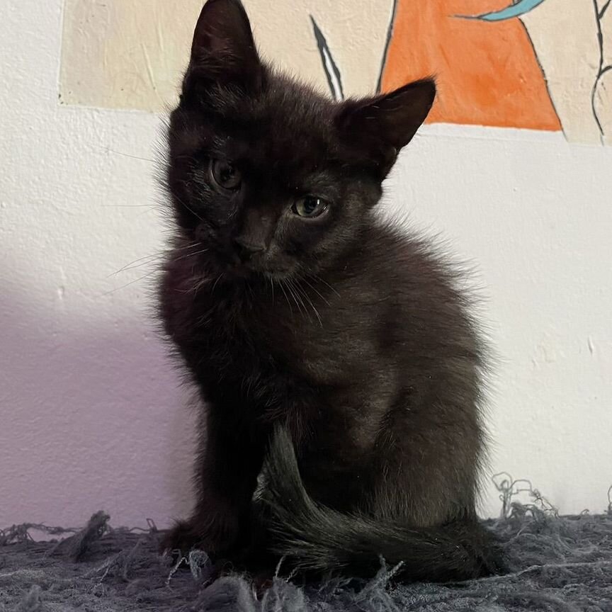 Котёнок в добрые руки
