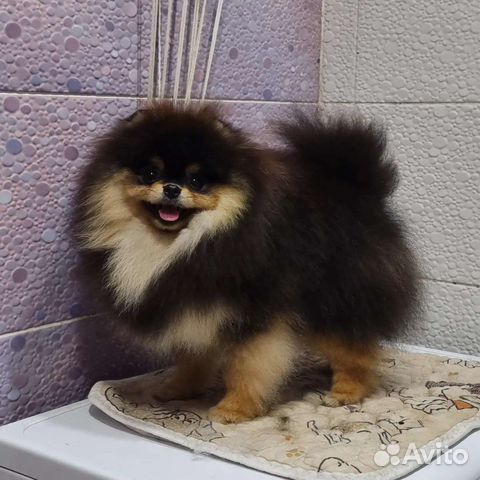 Приглашаем на вязку 19см 2кг