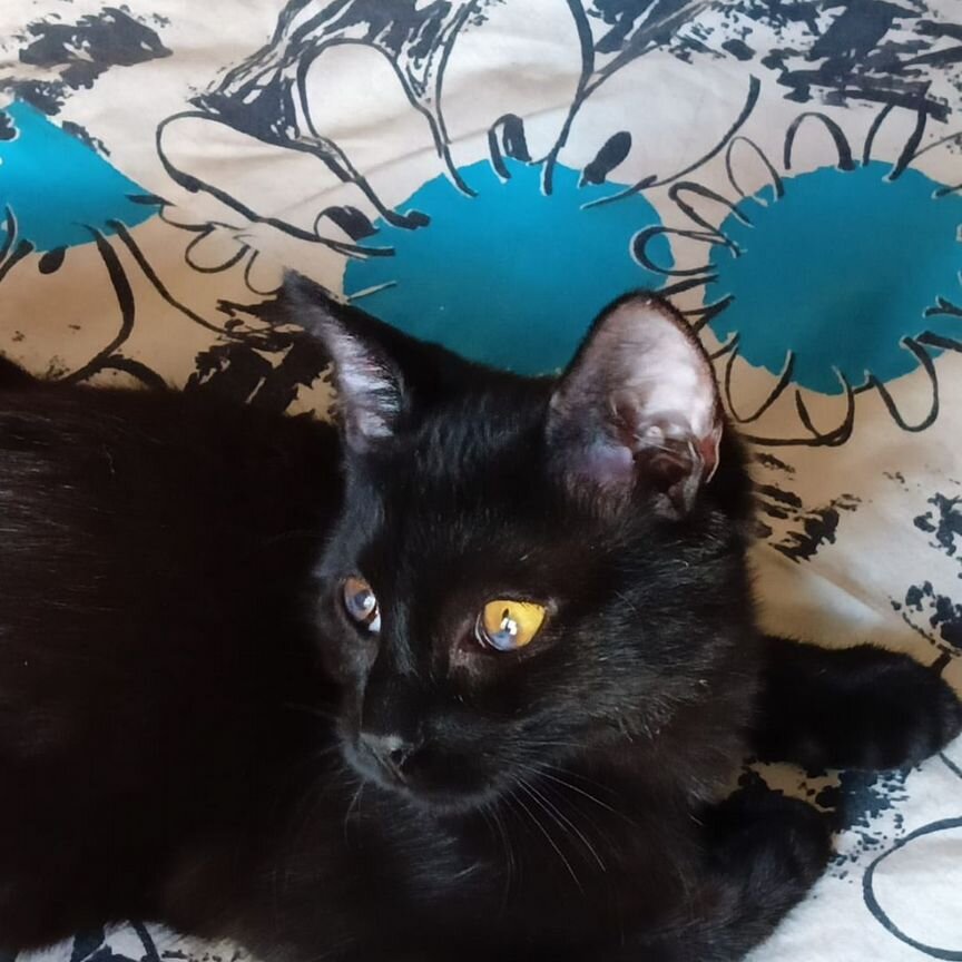 Котенок мальчик 5 месяцев