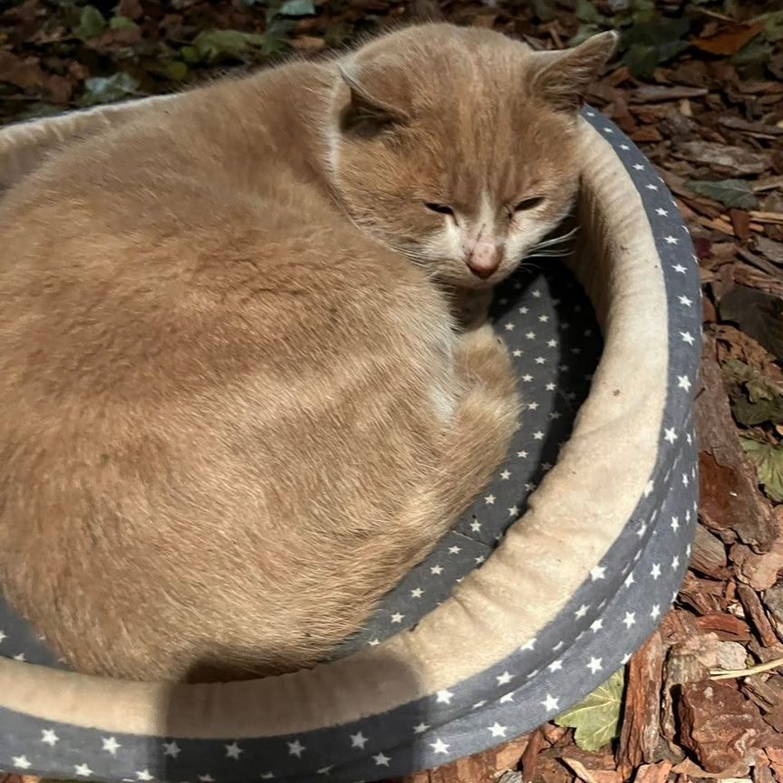 Взрослый кот в добрые руки