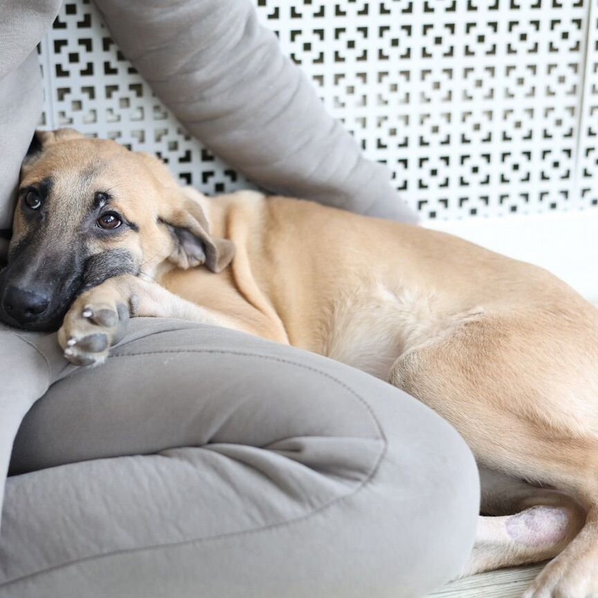 Рон ищет дом