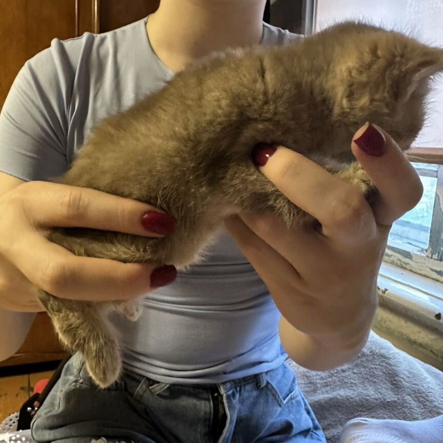 Шотландский прямоухий короткошёрстный котёнок