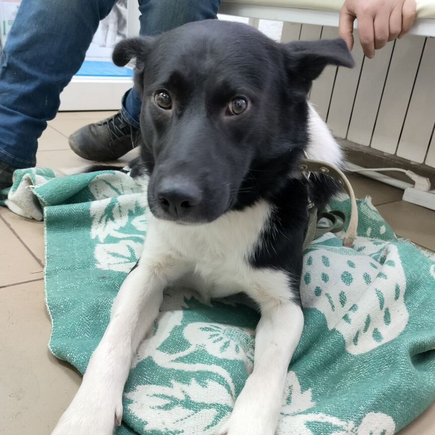 Взрослый пёс в добрые руки